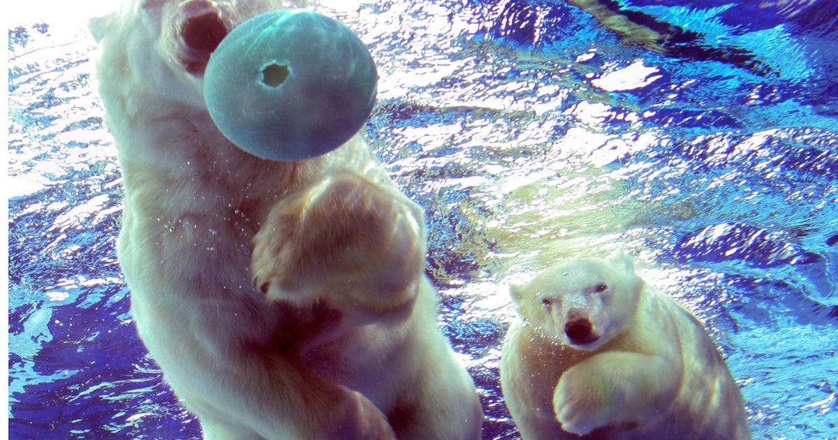 Detroit Zoo is turning to the power of poop - CBS News