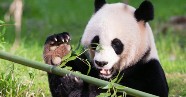 Panda poop reveals they're bad at digesting bamboo - CBS News