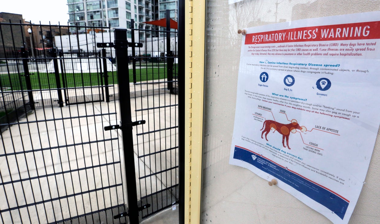 Dog flu: How to protect your pet