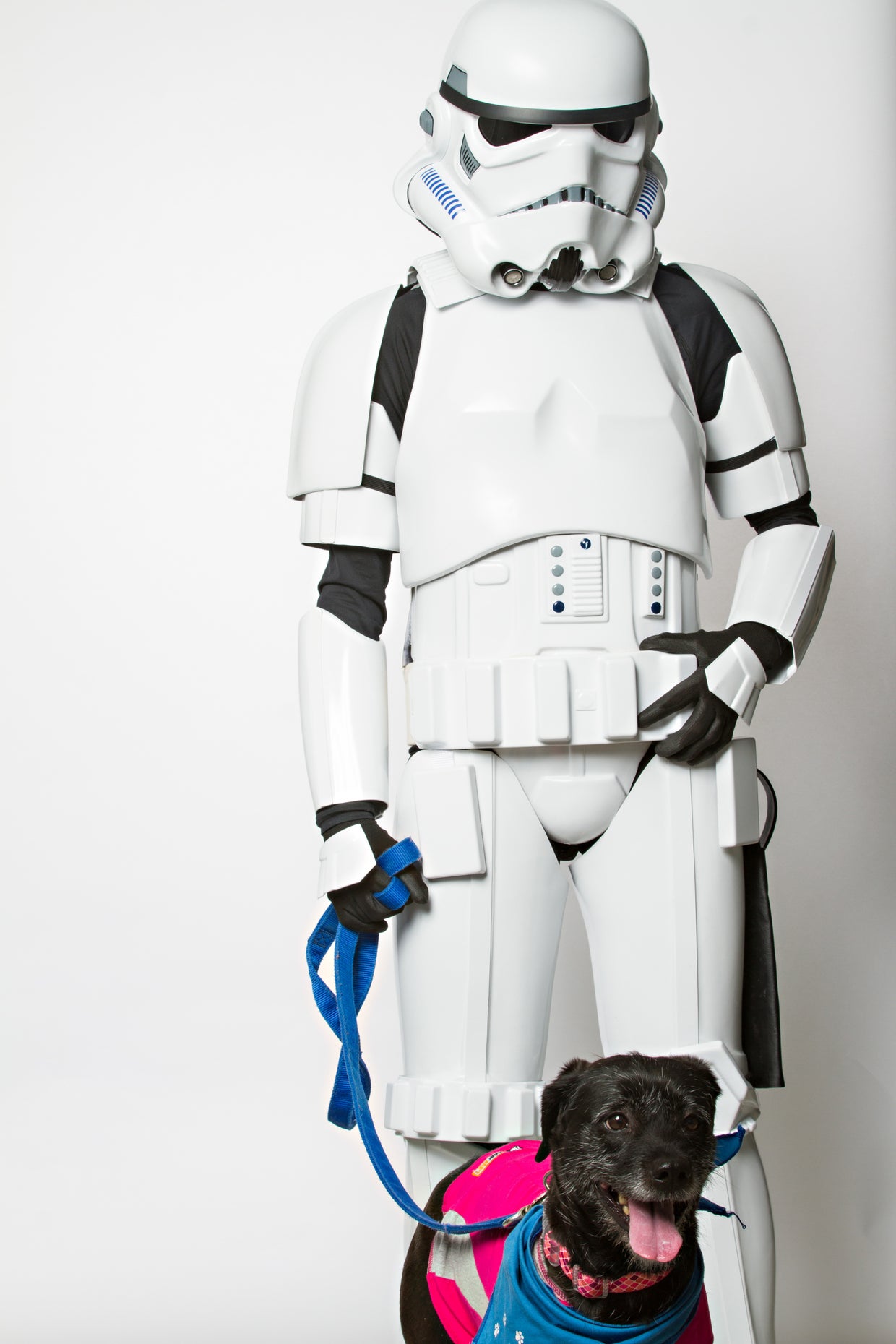 Shelter pets hopping on the Star Wars bandwagon