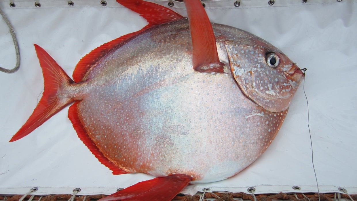 First warm-blooded fish found - CBS News