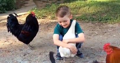 Skeptical chicken gives little boy a hug, on The Feed! - CBS News