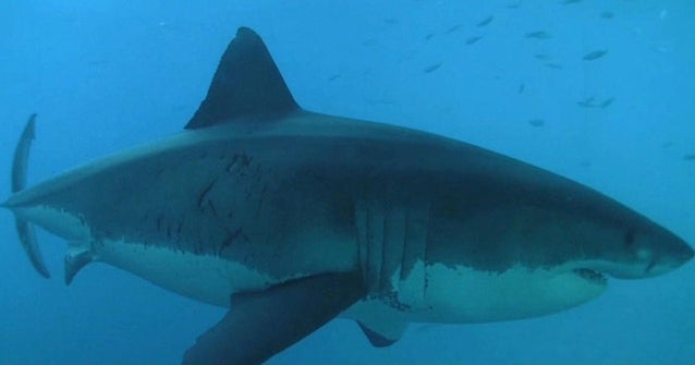 Mary Lee the shark may be going to Jersey Shore for Memorial Day - CBS News