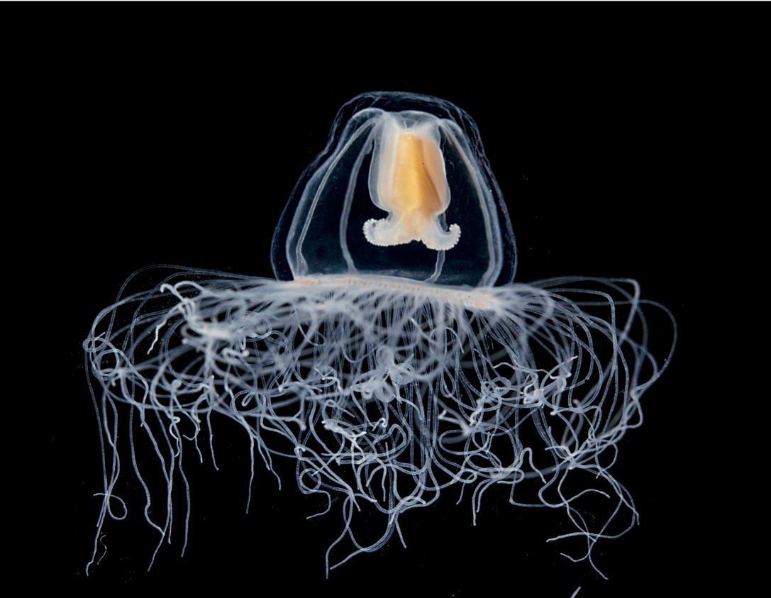 Magnificent microscopic creatures of the seas