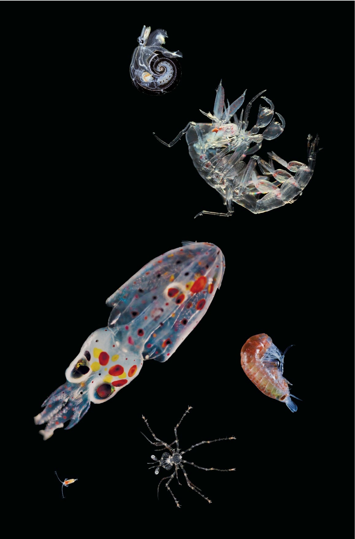 Magnificent microscopic creatures of the seas