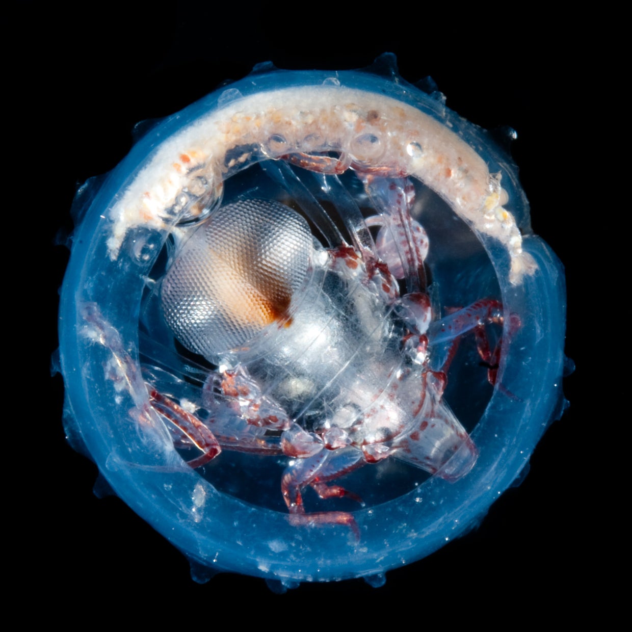 Magnificent microscopic creatures of the seas