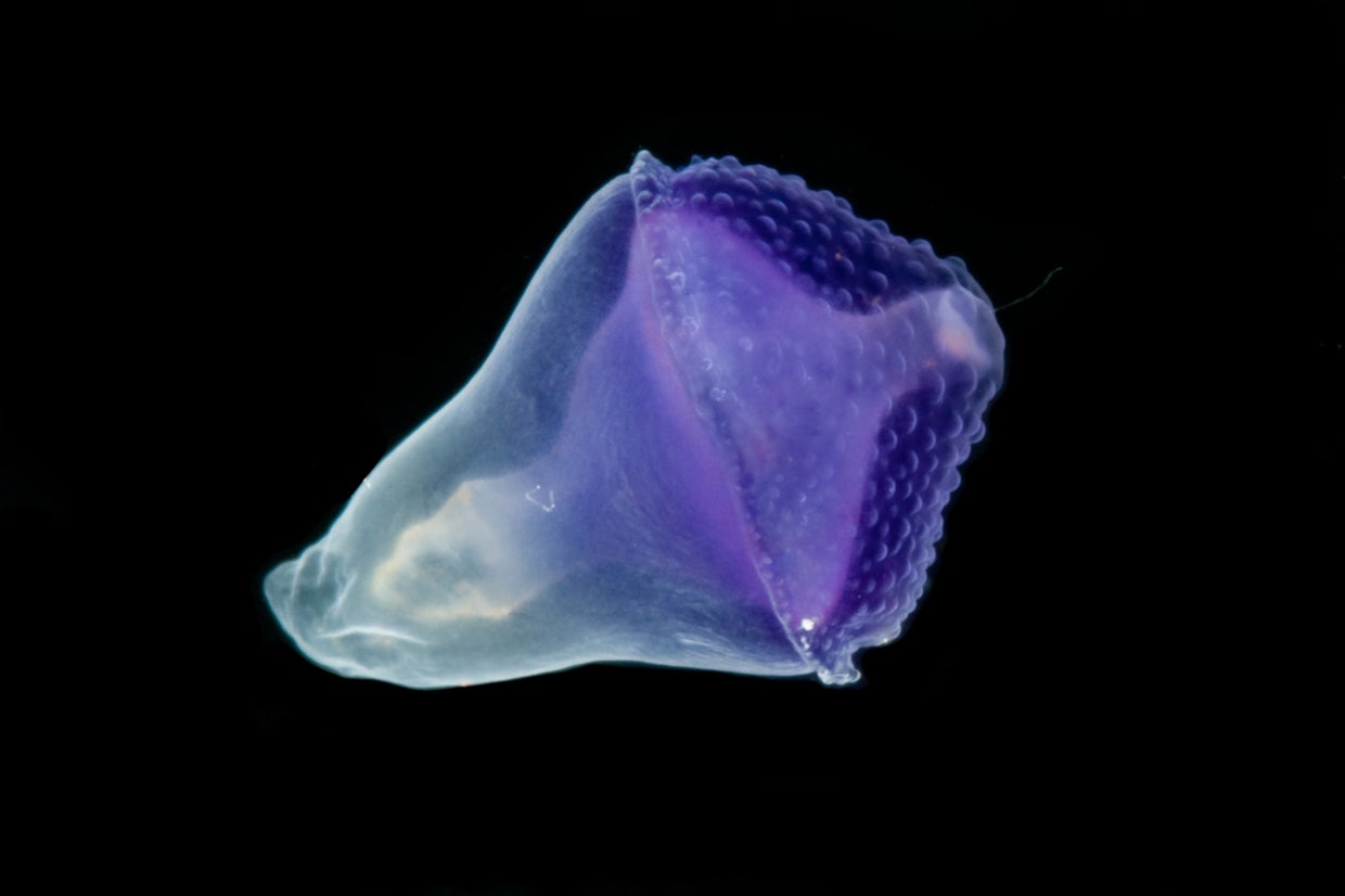 Magnificent microscopic creatures of the seas