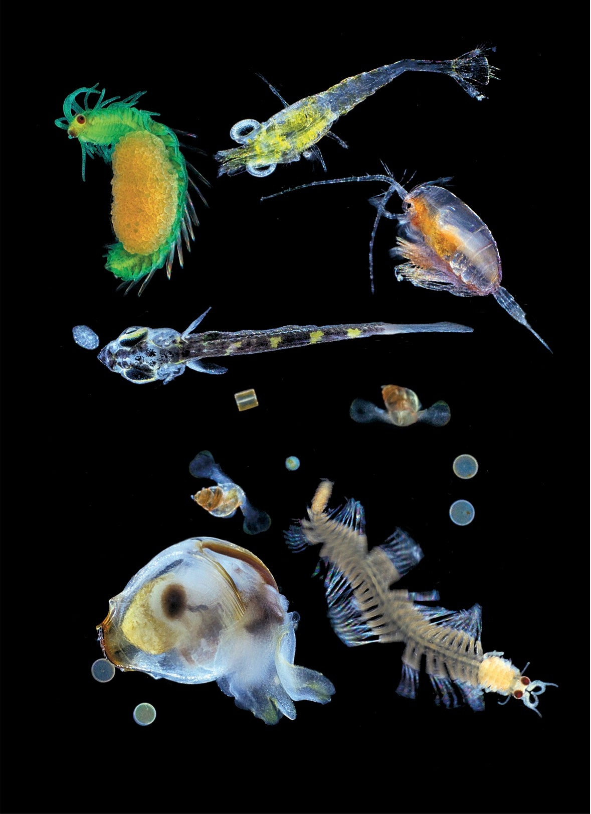 Magnificent microscopic creatures of the seas