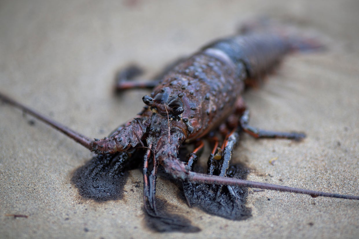 Wildlife victims of the Santa Barbara oil spill