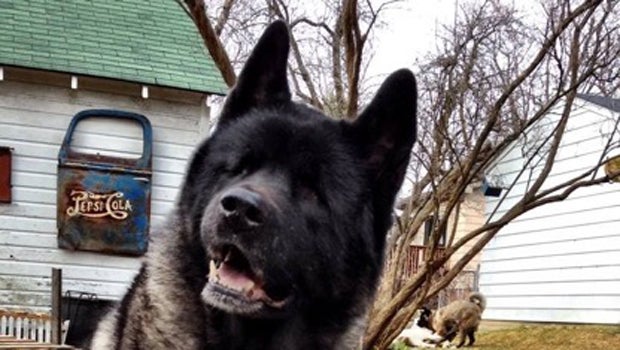 Dog without eyes gets help from "seeing-eye dogs" - CBS News