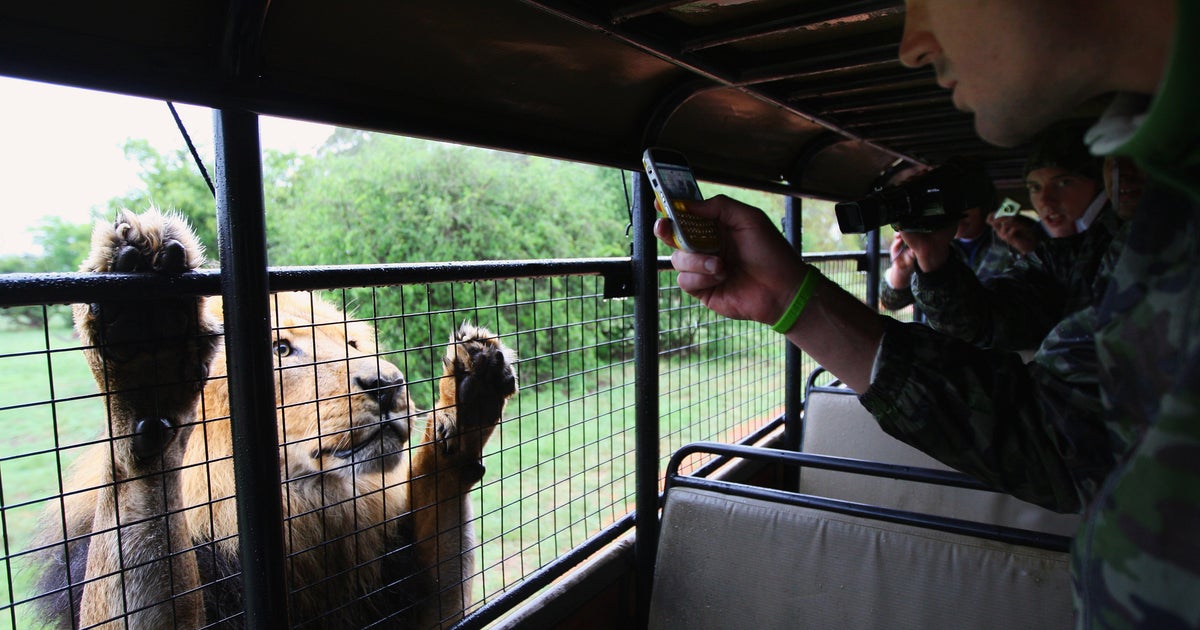 American woman killed in South Africa lion attack - CBS News