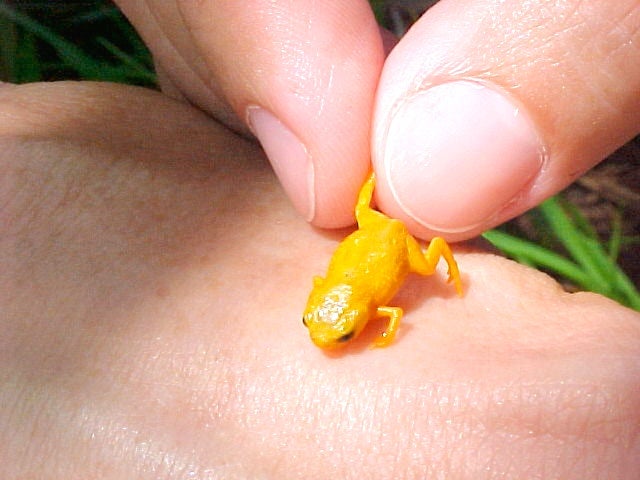 Teeny tiny frogs discovered in Brazilian rainforest - CBS News