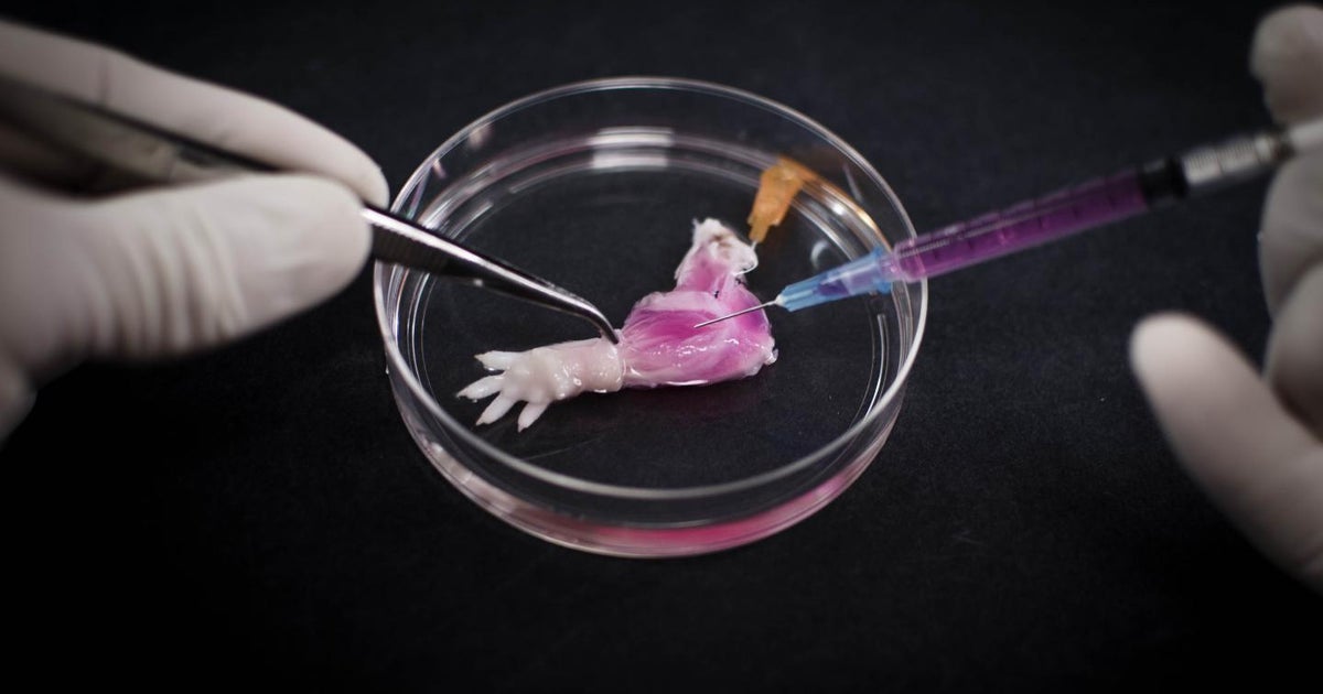Scientists grow new limb in a lab - CBS News