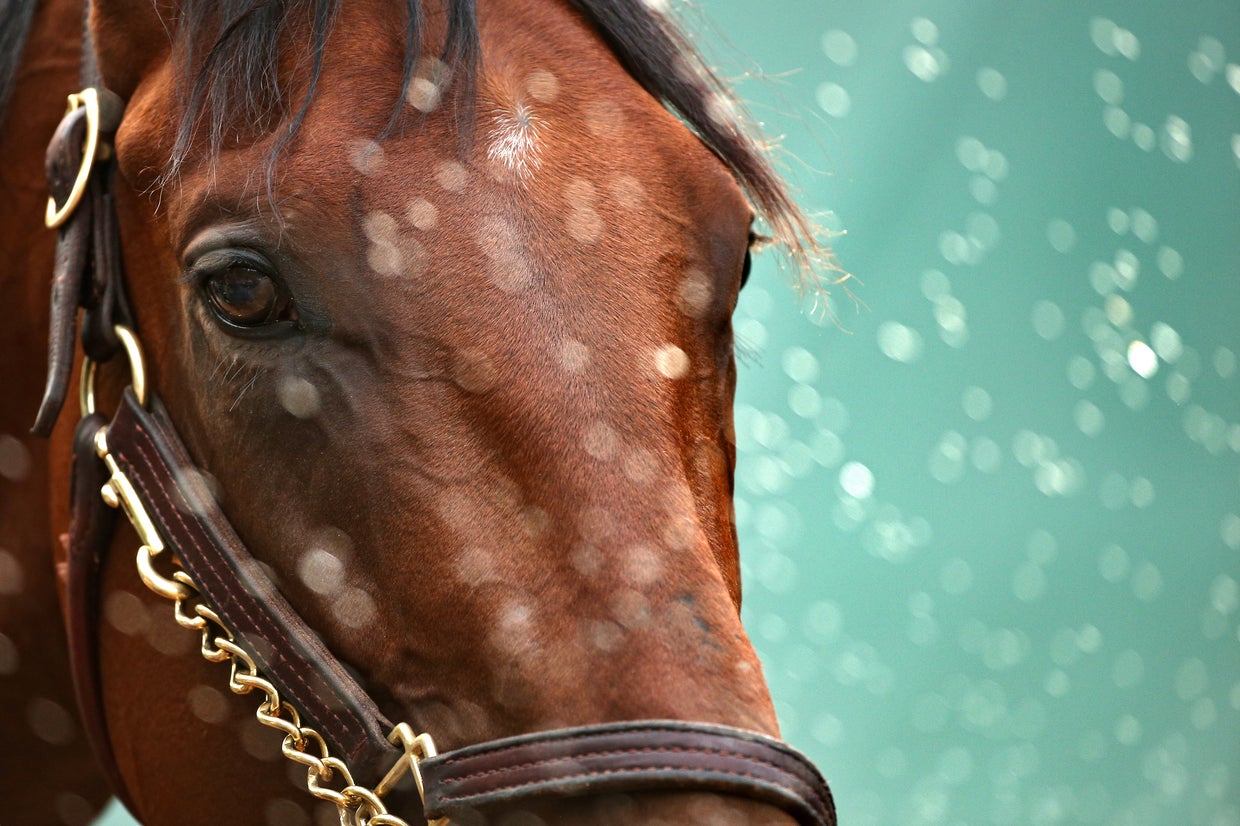 Cool facts about Triple Crown winner American Pharoah