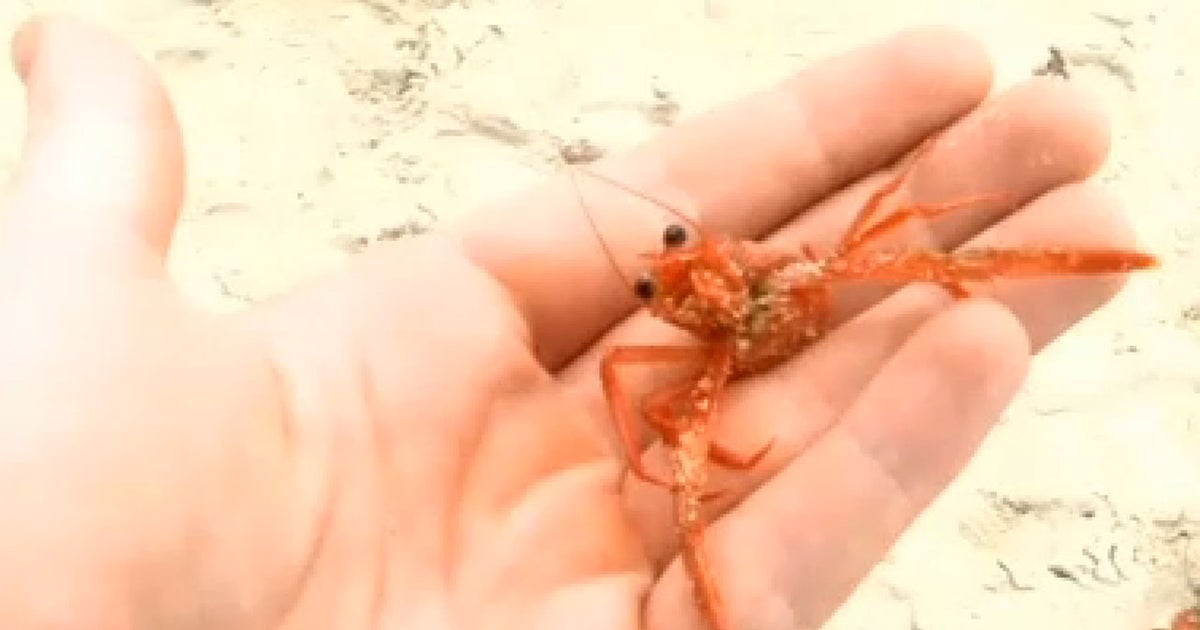Thousands of red tuna crabs invade California beaches - CBS News