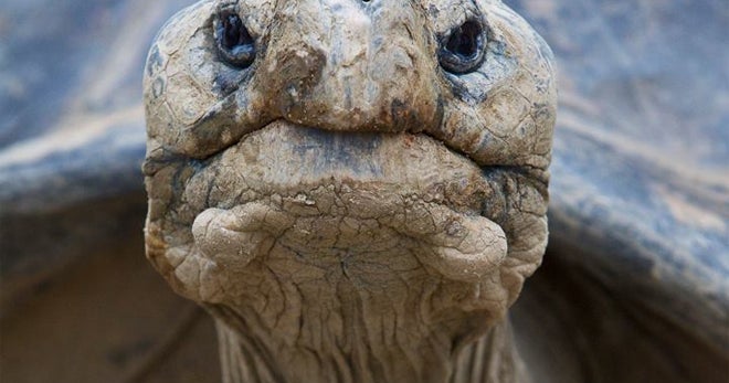 Passage: Remembering Speed the Tortoise - CBS News