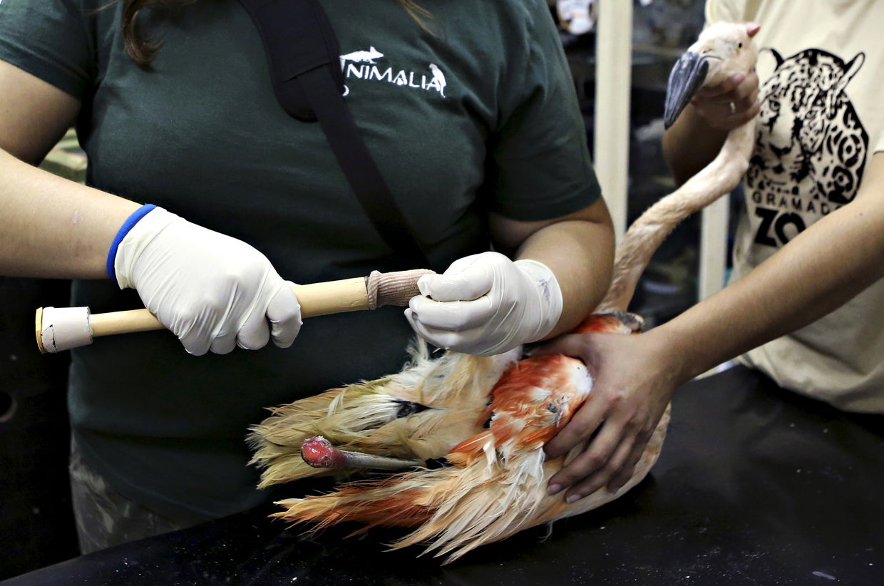 Flamingo amputee gets a new leg to stand on