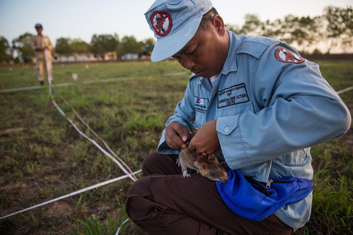 "HeroRATs" detect land mines and save lives