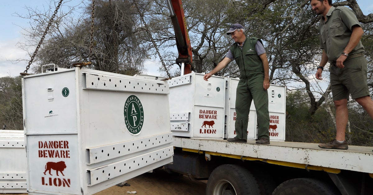 Lions return to Rwanda, 15 years after eradication there - CBS News