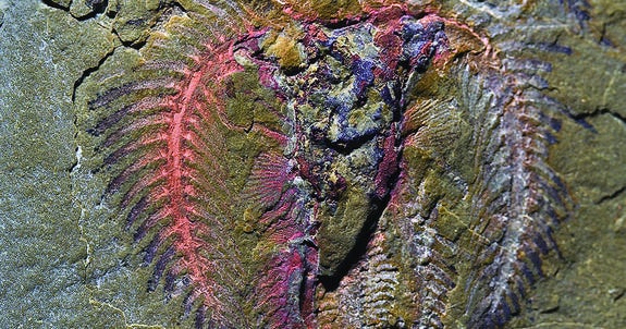 Fossils of 400-million-year-old sea creatures found - CBS News
