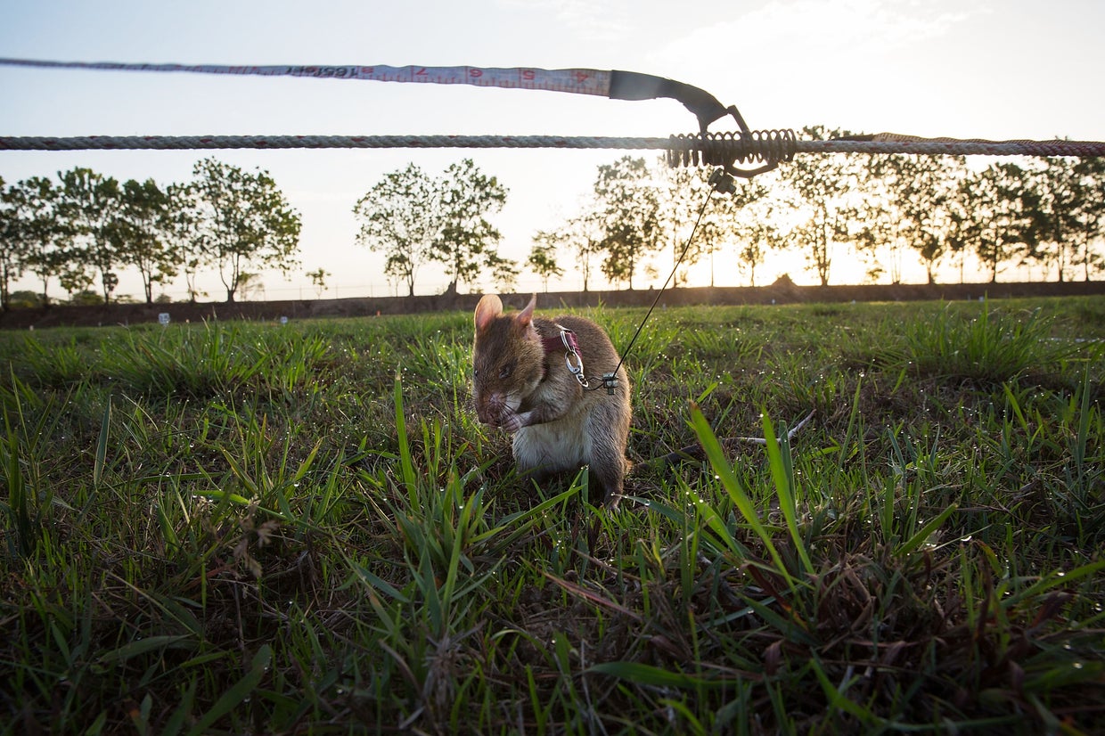 "HeroRATs" detect land mines and save lives