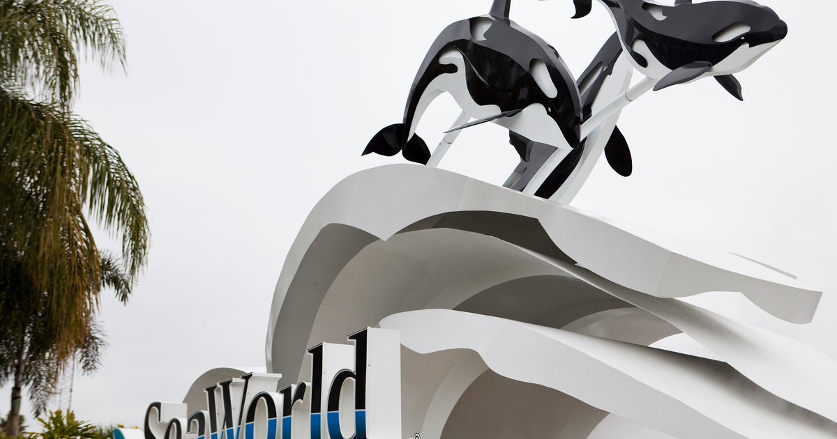 PETA says multiple SeaWorld workers may have spied - CBS News