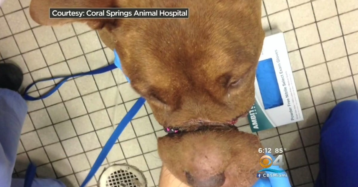 Police search for person who left Florida dog muzzled 10-14 days - CBS News