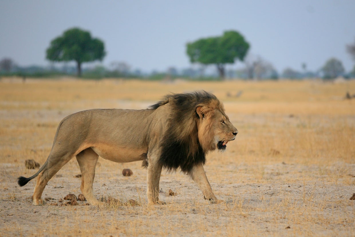 Famed lion, known as Cecil, hunted and killed in Africa