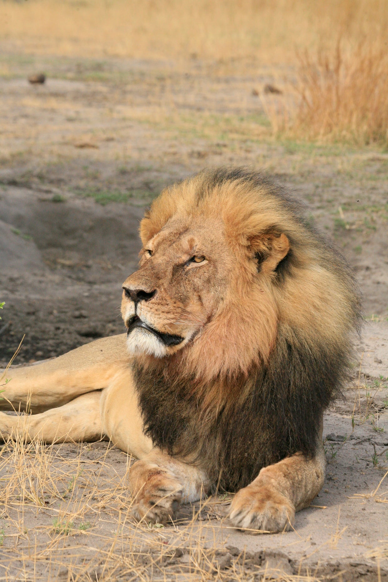 Famed lion, known as Cecil, hunted and killed in Africa
