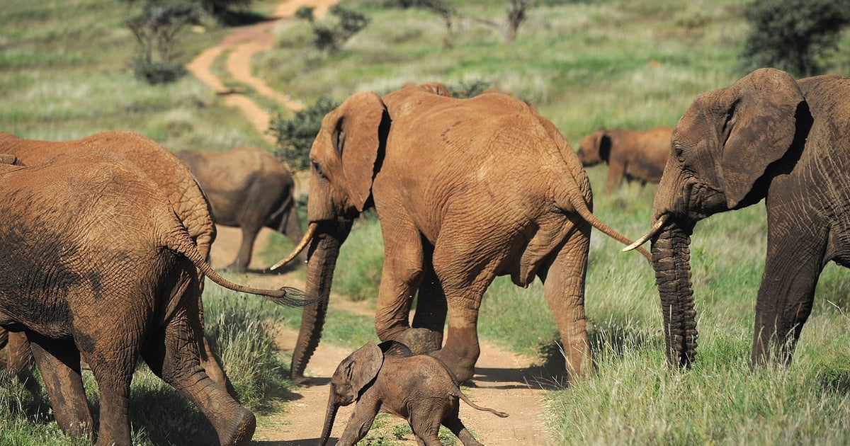 Proposed U.S. ban on ivory trade faces powerful foe - CBS News