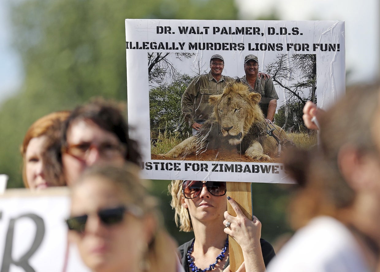 Famed lion, known as Cecil, hunted and killed in Africa