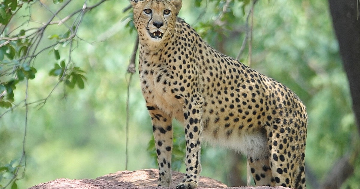 Cheetahs attack officer on S. African air base, injuring her - CBS News