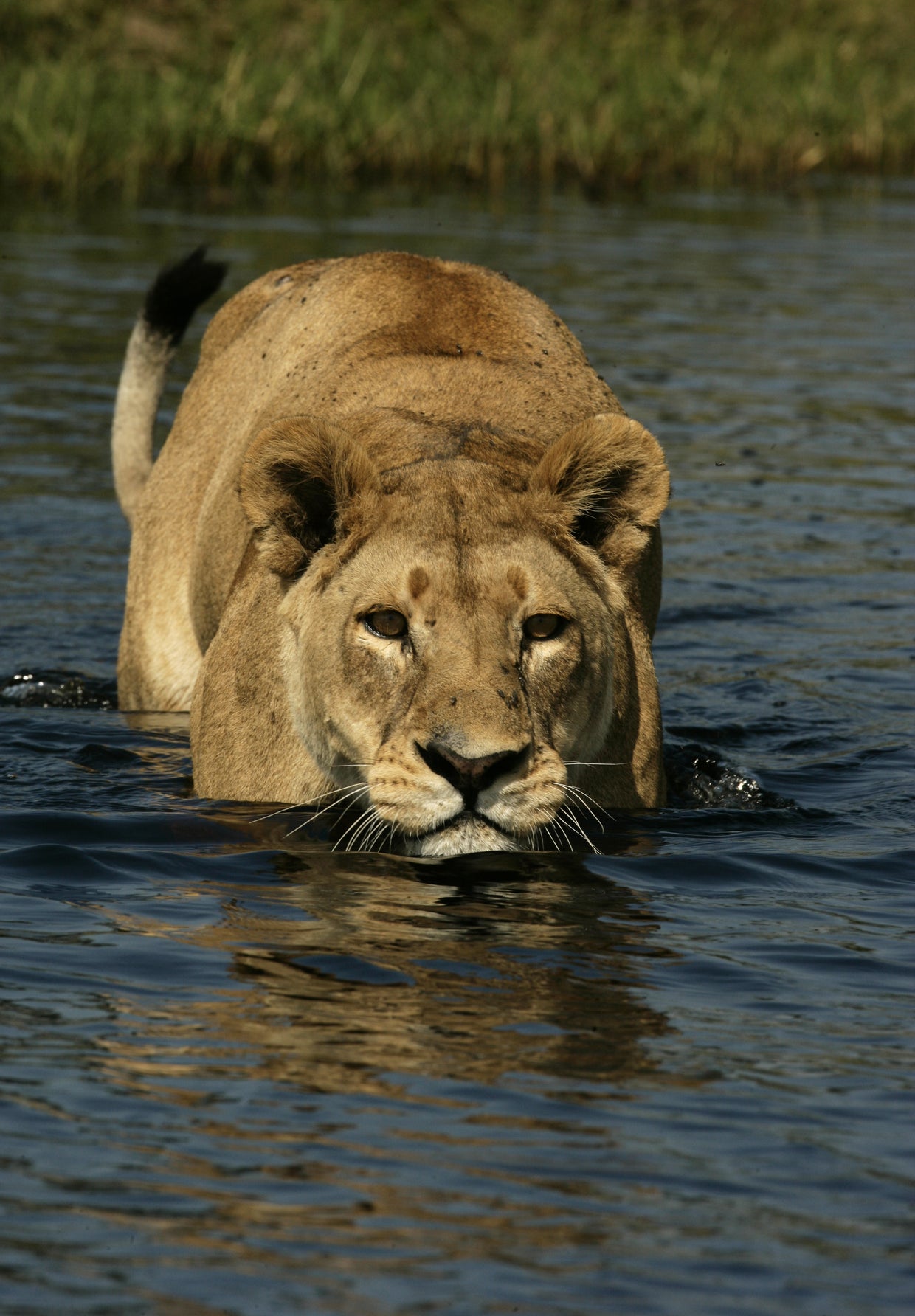 Everything you need to know about lions