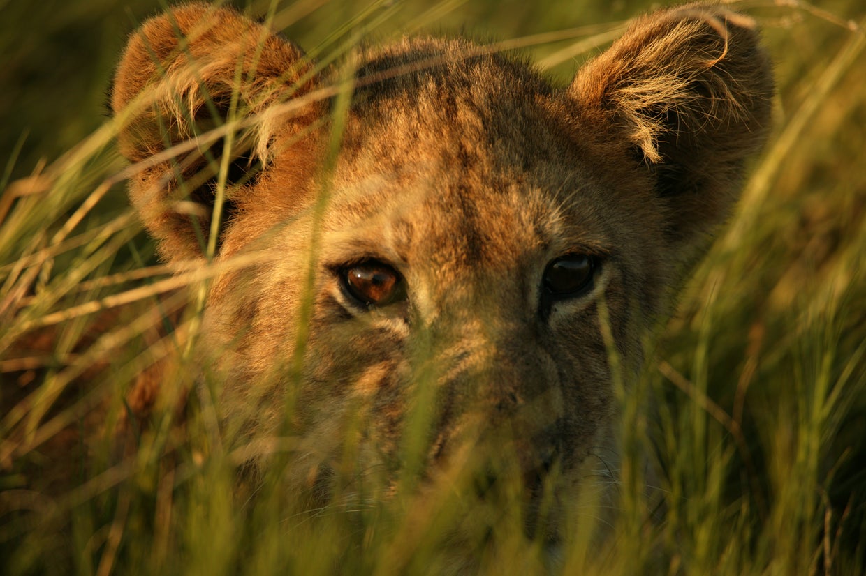 Everything you need to know about lions