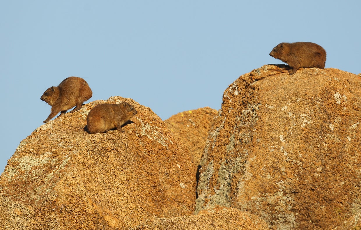 25 Wild facts about elephants