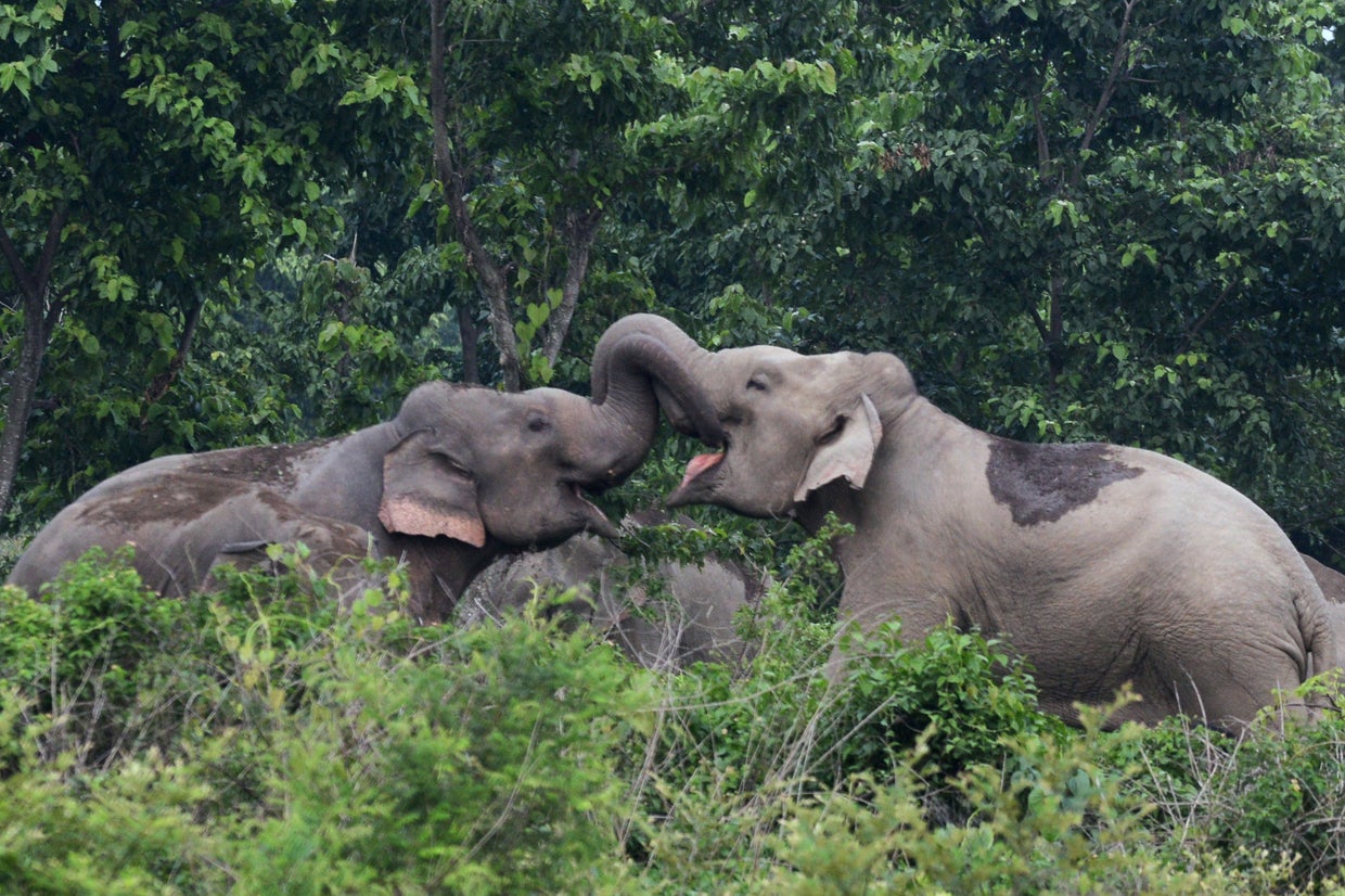 25 Wild facts about elephants