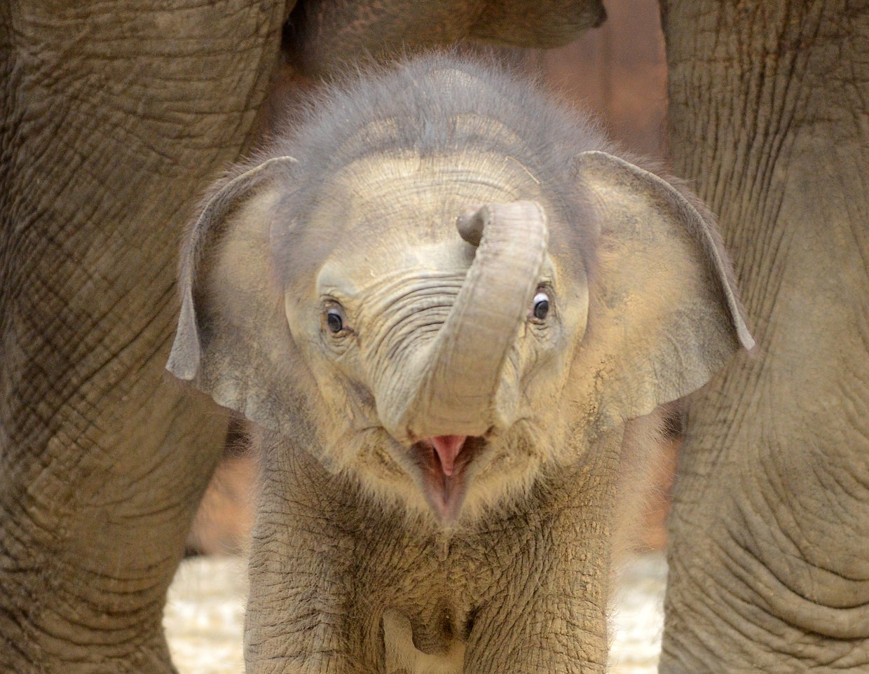 25 Wild facts about elephants