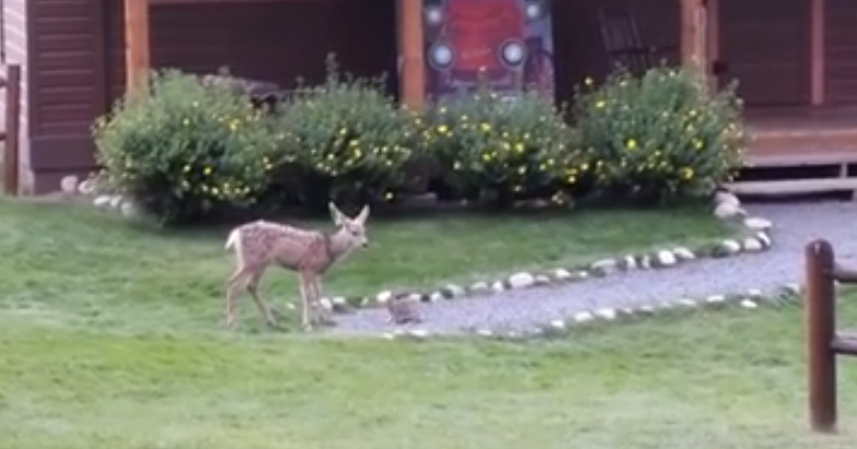 Real-life Bambi and Thumper caught on camera hanging out - CBS News