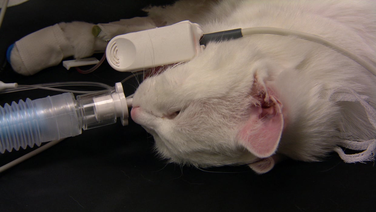 Couple spends big bucks for cat's organ transplant - CBS News