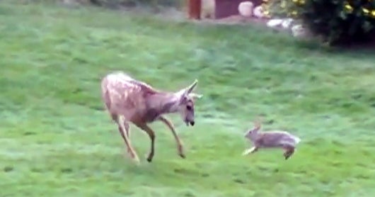 Deer and bunny play like a real-life Bambi and Thumper, on The Feed ...