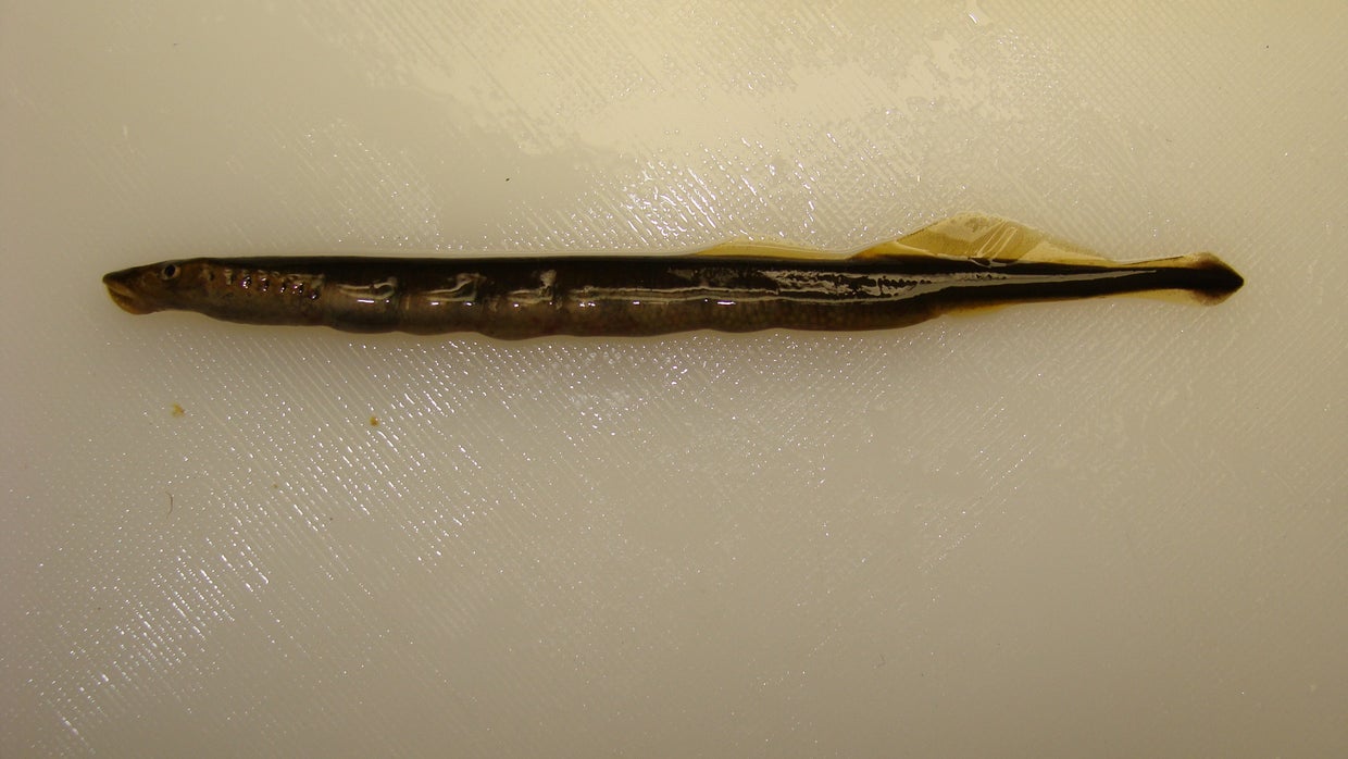 The curious incident of the fish monsters in the sky