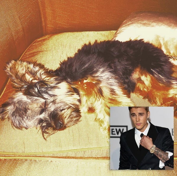 Celebrities with their pups