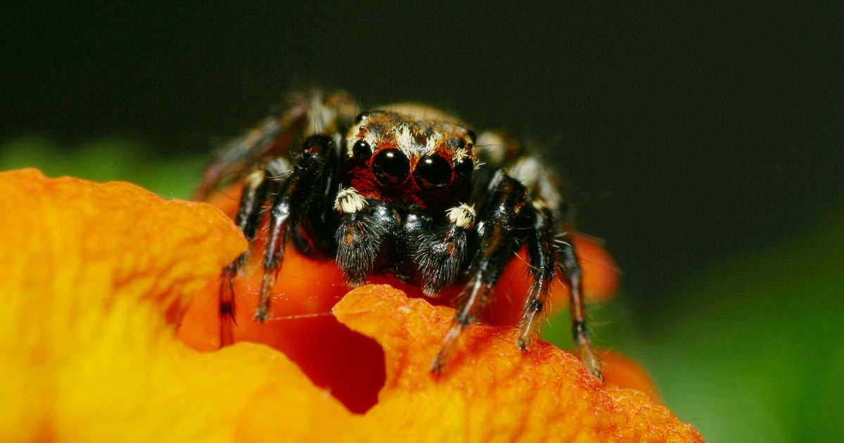 "Mosquito-assassin" spiders could help fight malaria - CBS News