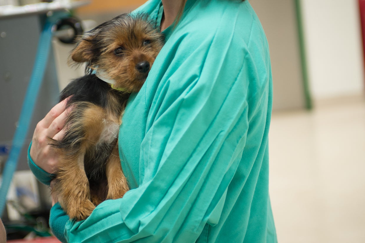 Dogs with cleft palates get help from human surgery - CBS News