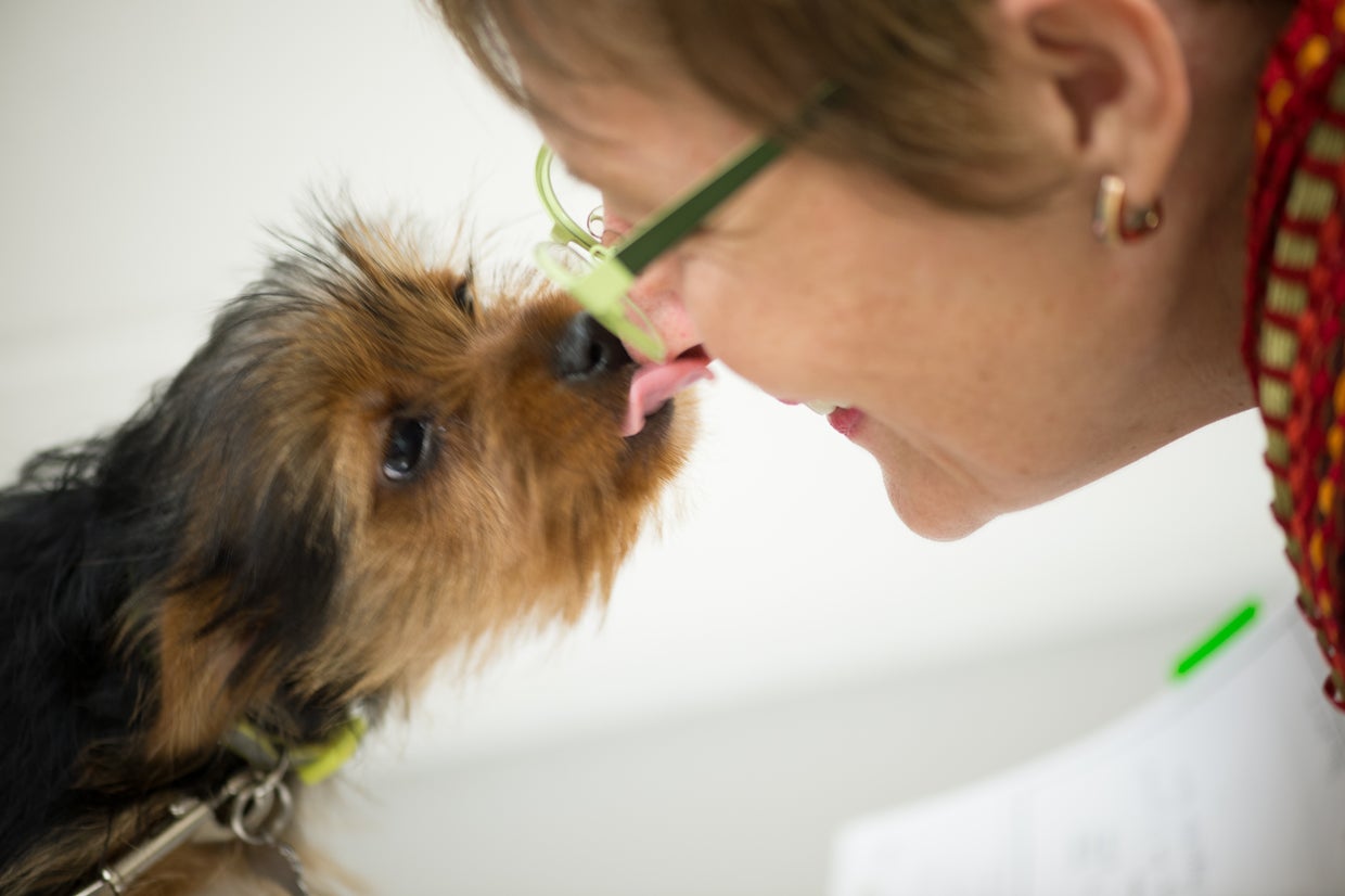 Dogs with cleft palates get help from human surgery - CBS News