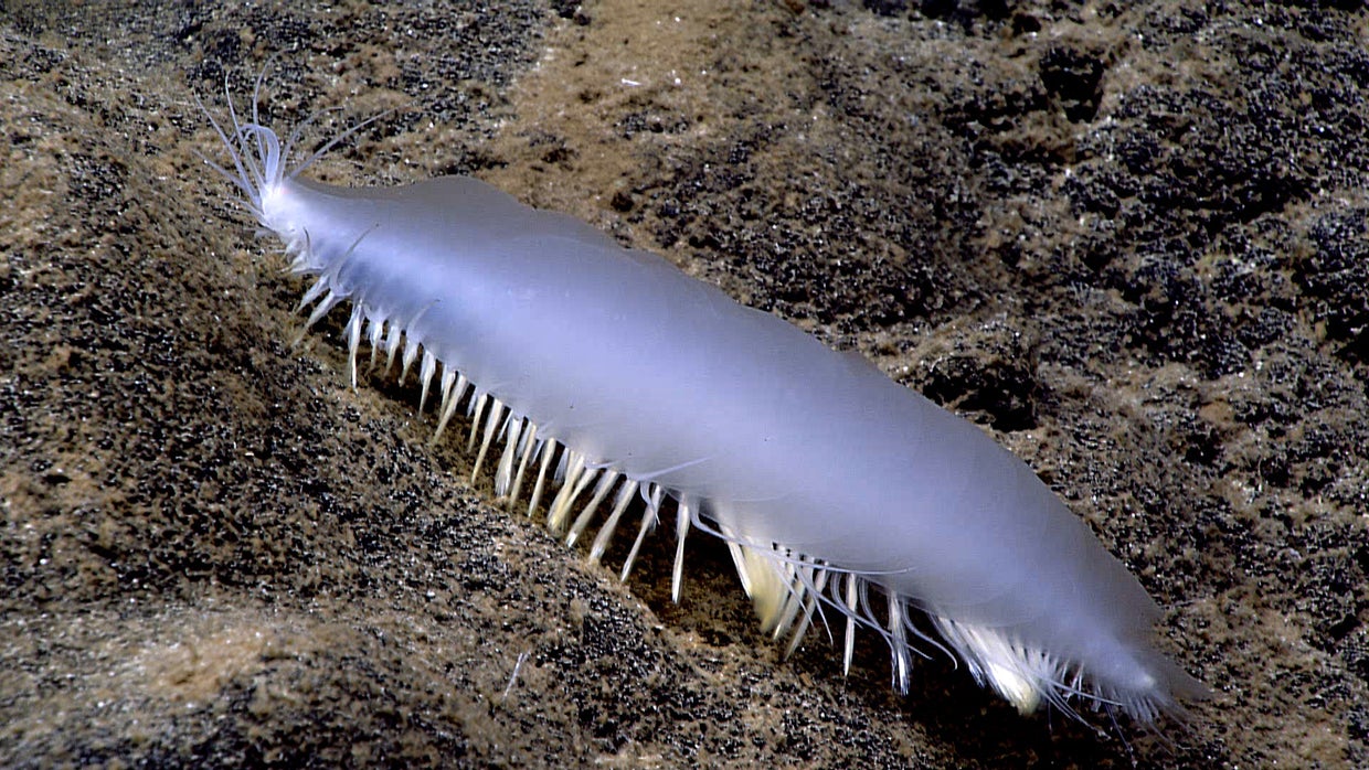 Amazing deep sea creatures of Hawaii