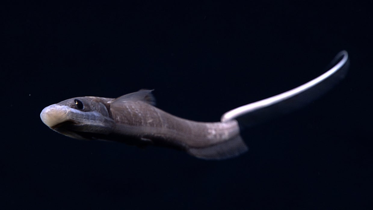 Amazing deep sea creatures of Hawaii