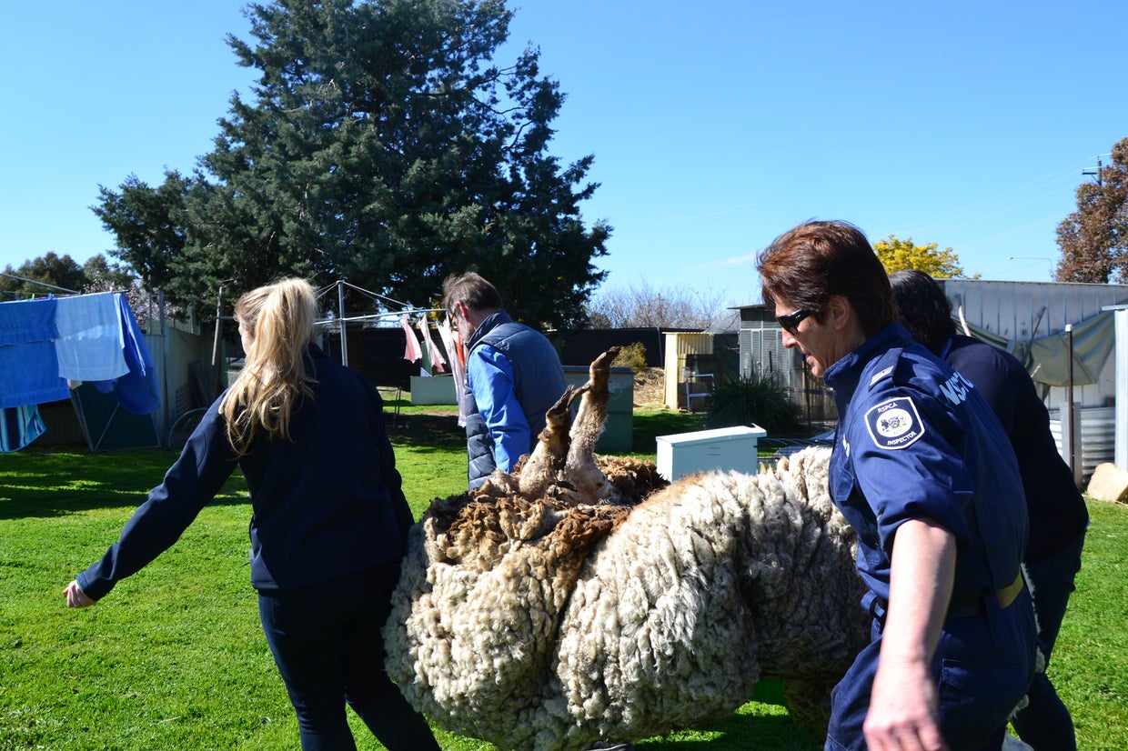 The shear bravery of Chris the runaway sheep