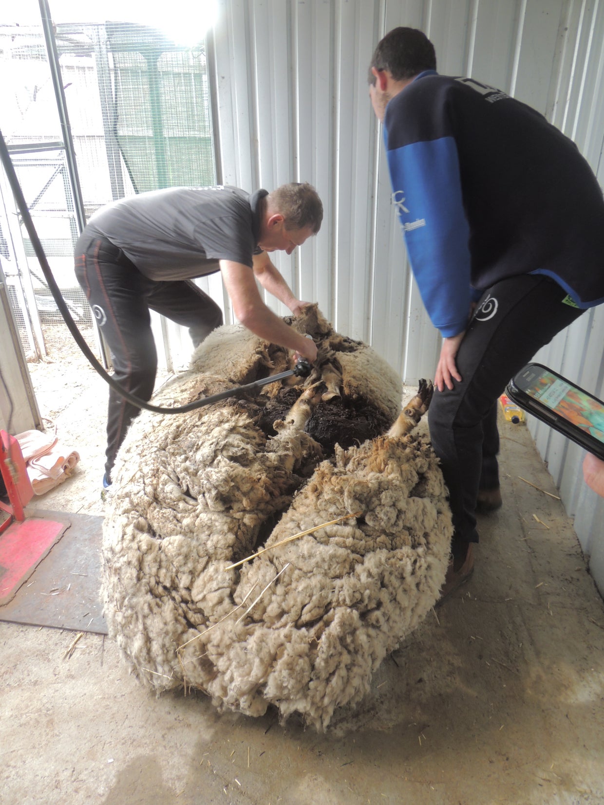 The shear bravery of Chris the runaway sheep