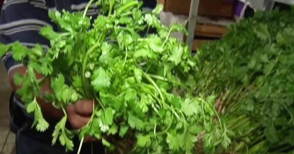 Se regulariza en septiembre exportación de cilantro poblano a Estados ...